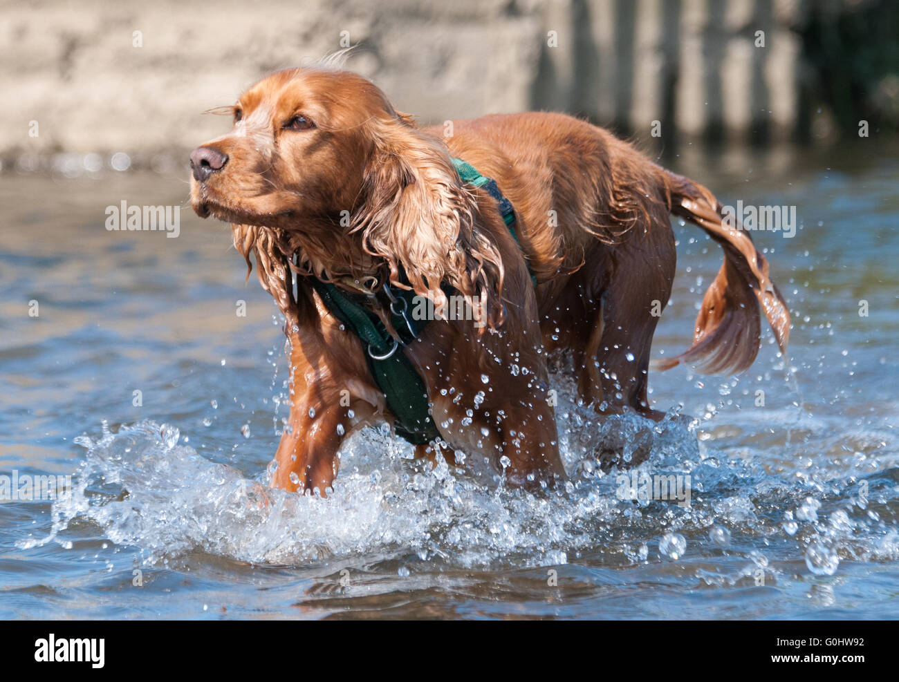 Sprocker cross hi-res stock photography and images - Alamy