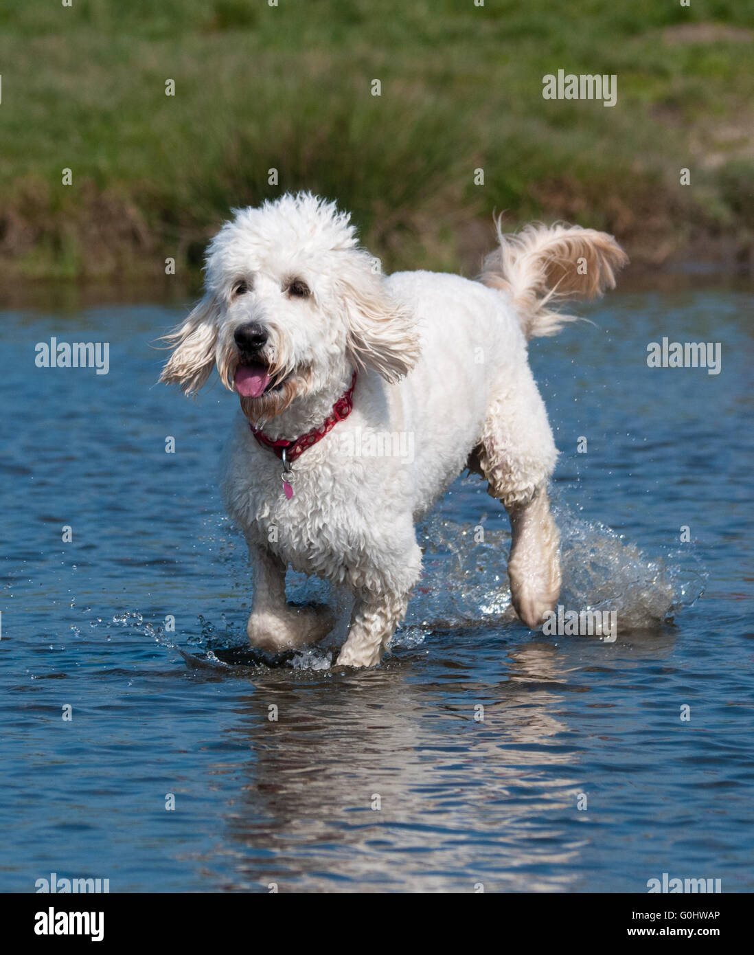 Standard poodle running through water Stock Photo - Alamy