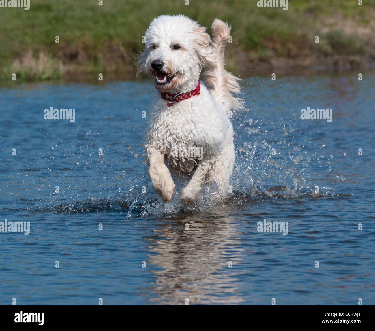 Standard poodle running through water Stock Photo - Alamy