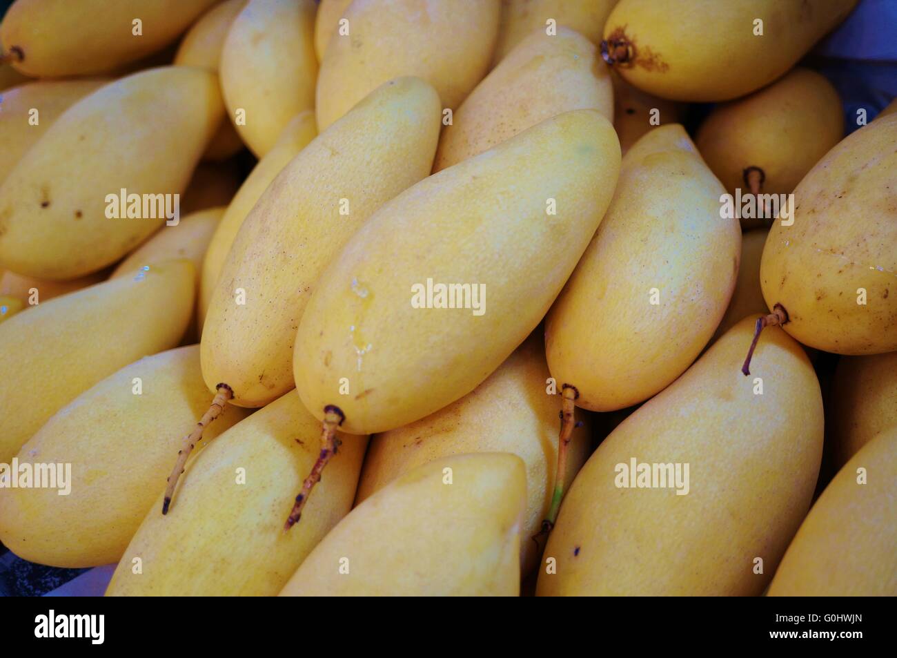 Champagne Mango Tree