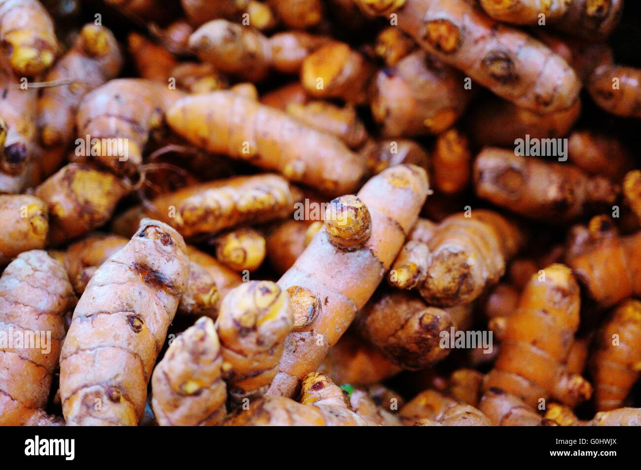 Fresh orange turmeric tubers in bulk at a farmers market in Singapore ...