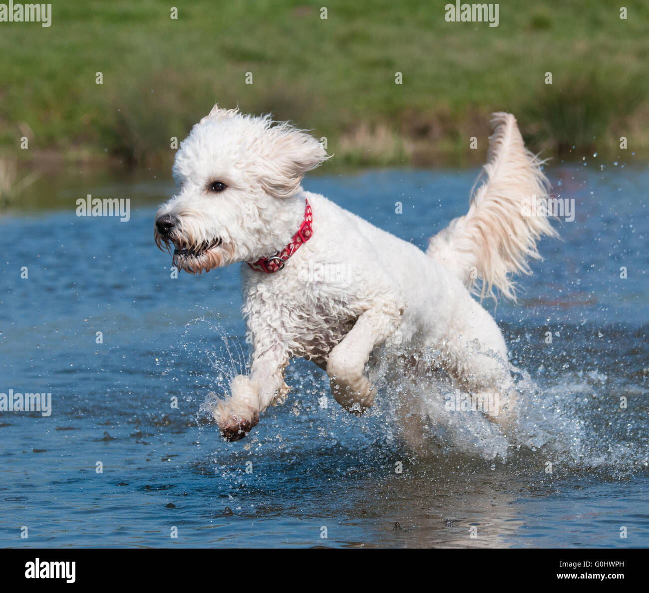 Standard poodle running through water Stock Photo - Alamy