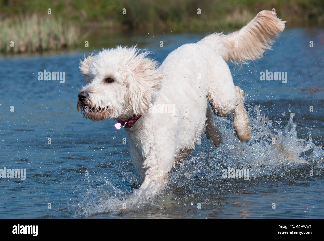 Standard poodle running through water Stock Photo - Alamy
