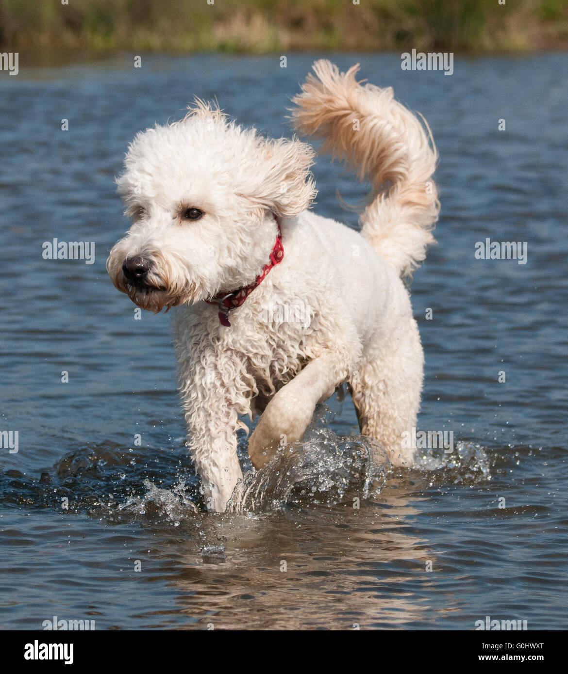 Water poodle hi-res stock photography and images - Alamy