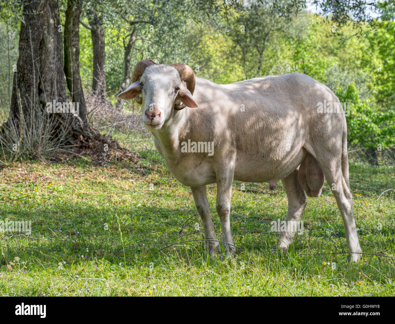 Uncastrated male sheep hi-res stock photography and images - Alamy