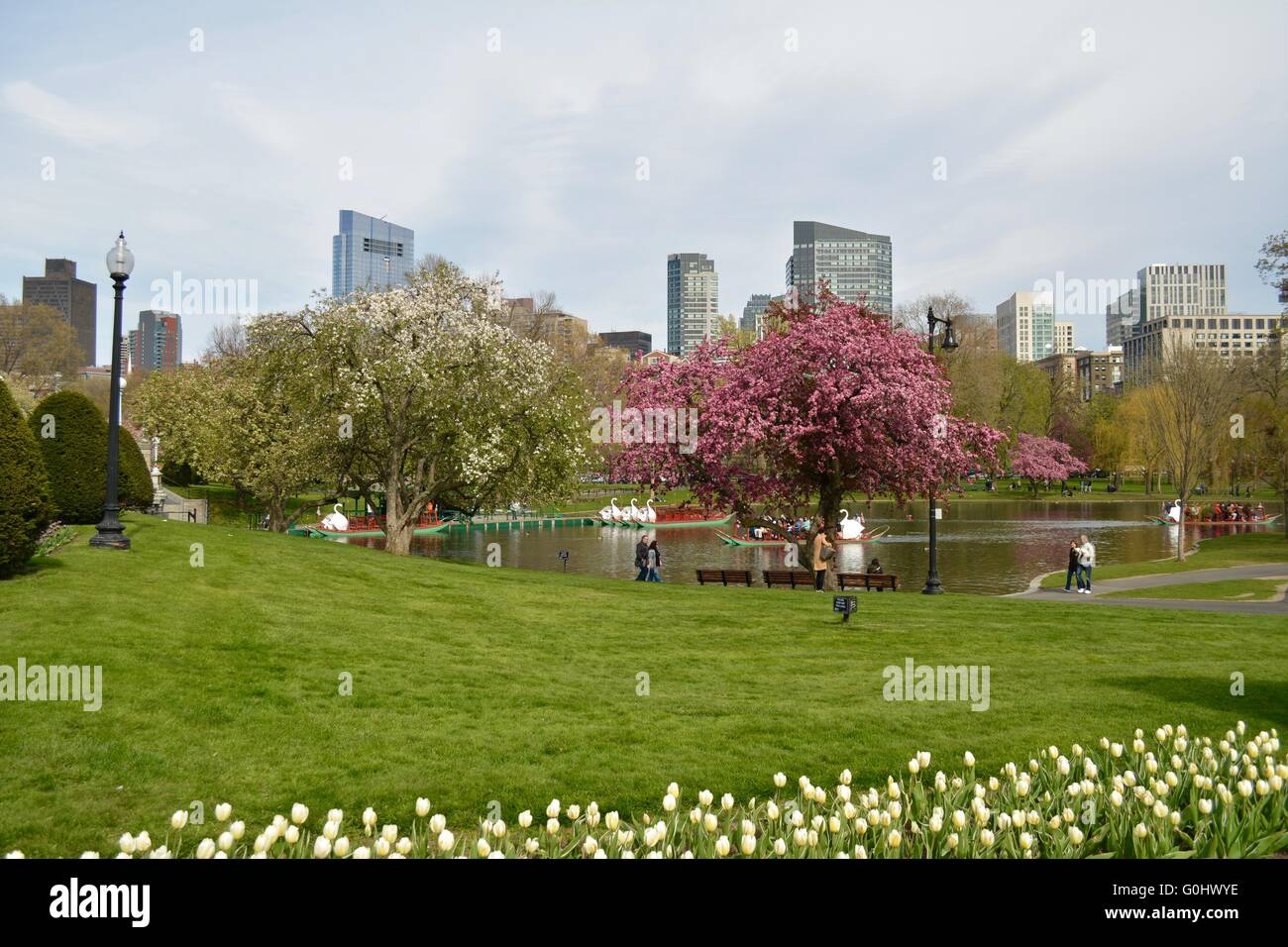 Landscape of Boston's Public Garden with many Springtime hues and the ...