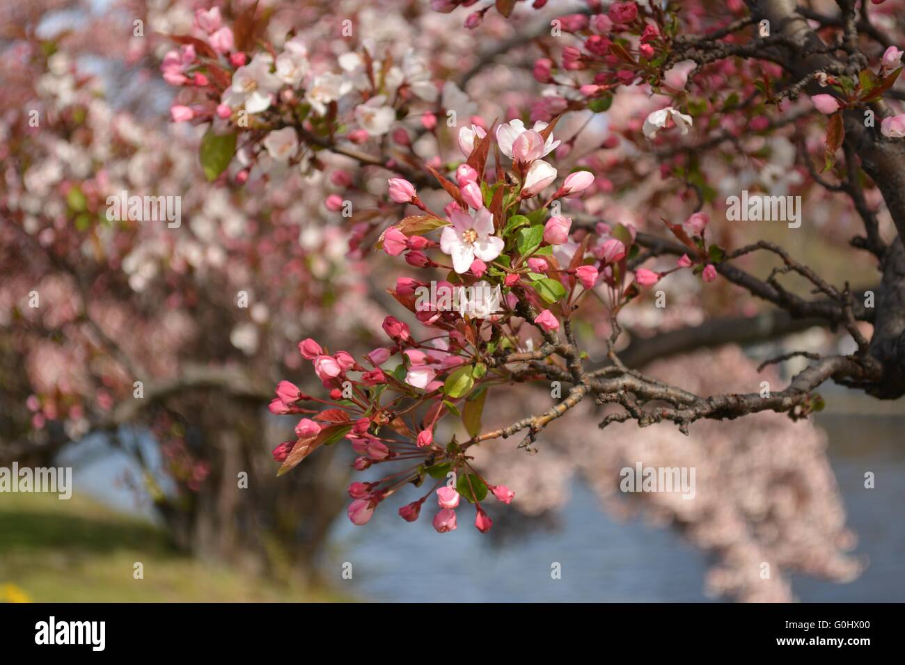 A macro shot of blooming trees along the Charles River Esplanade in ...