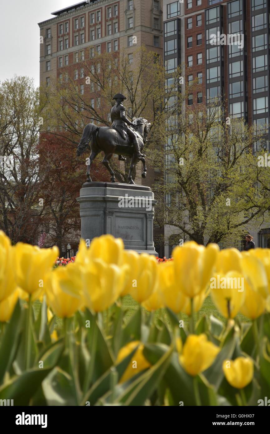 Yellow tulips in the Boston Public Garden with the George Washington ...