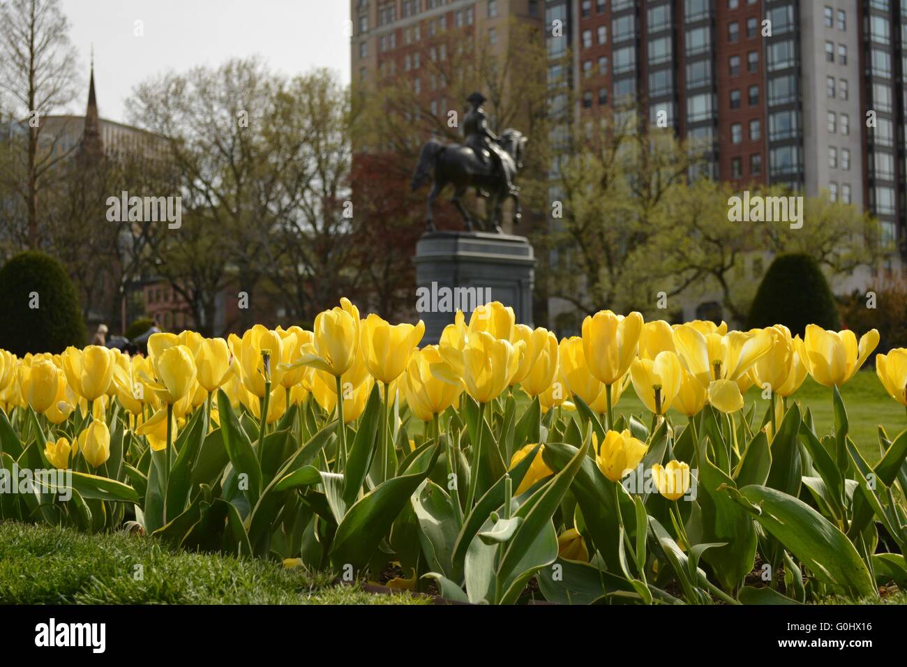 Bright yellow tulips in Boston's Public Garden with the George ...