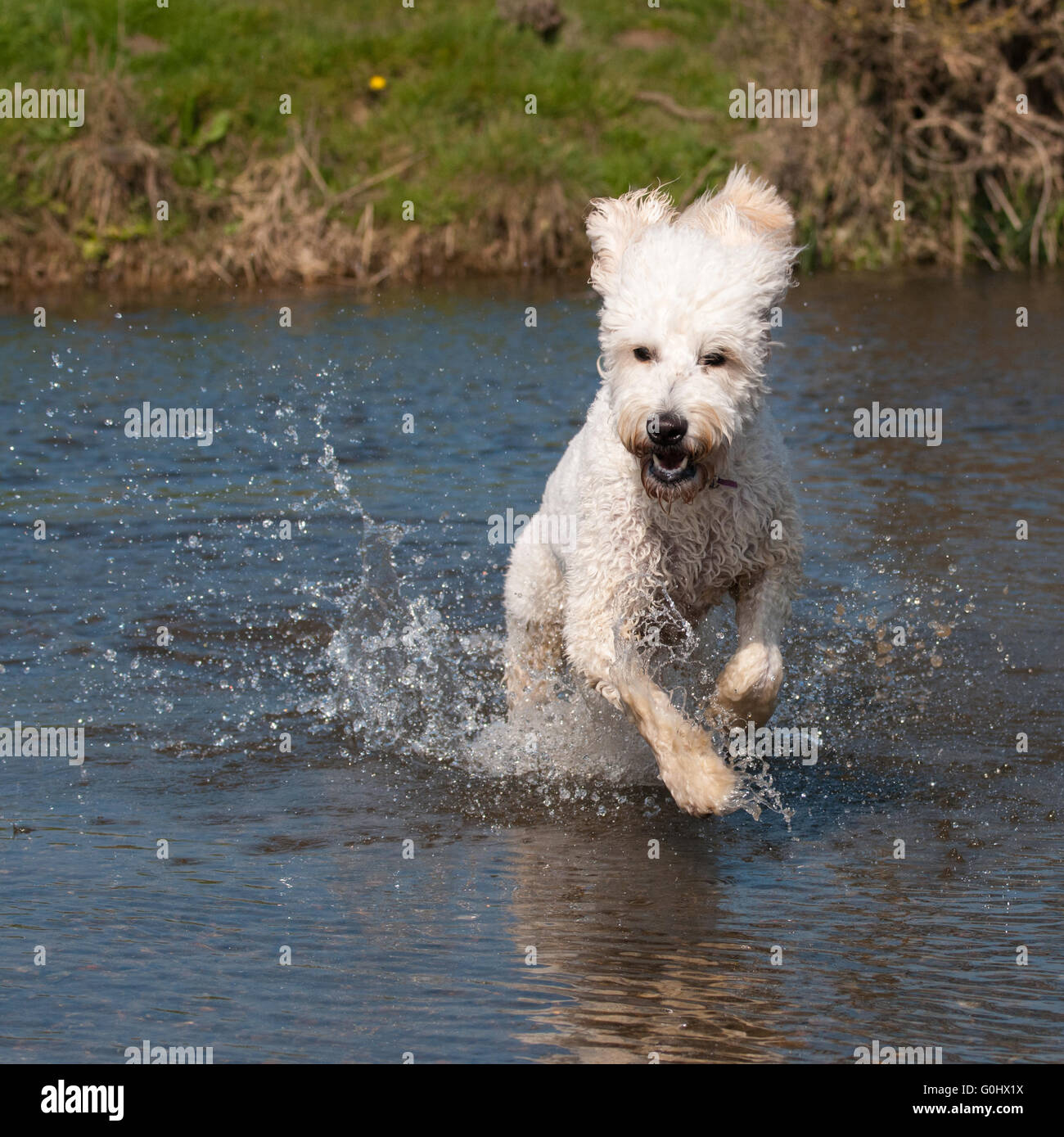 Standard poodle running through water Stock Photo - Alamy
