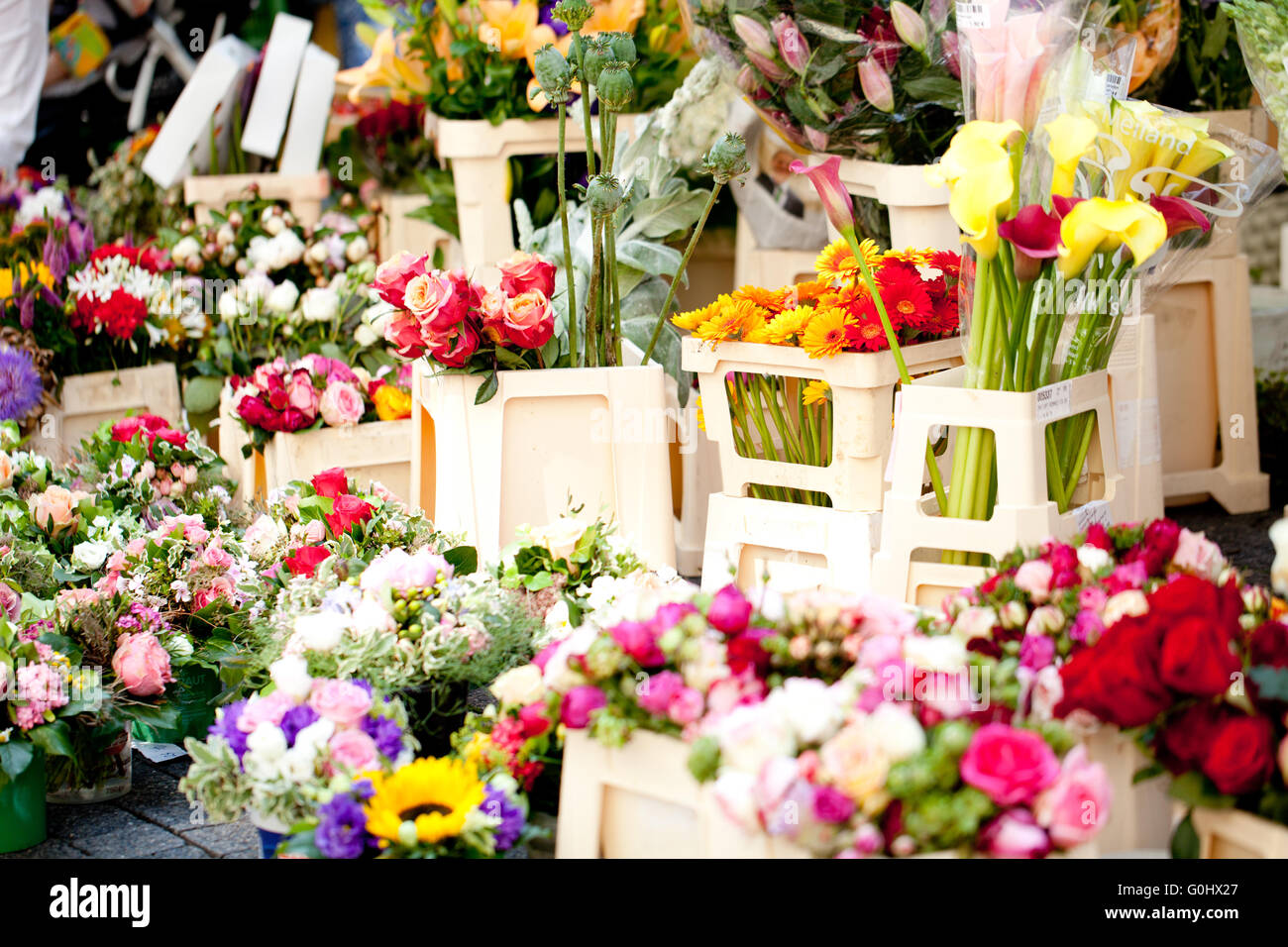 beautiful colorful collection of flowers spring summer celebration ...
