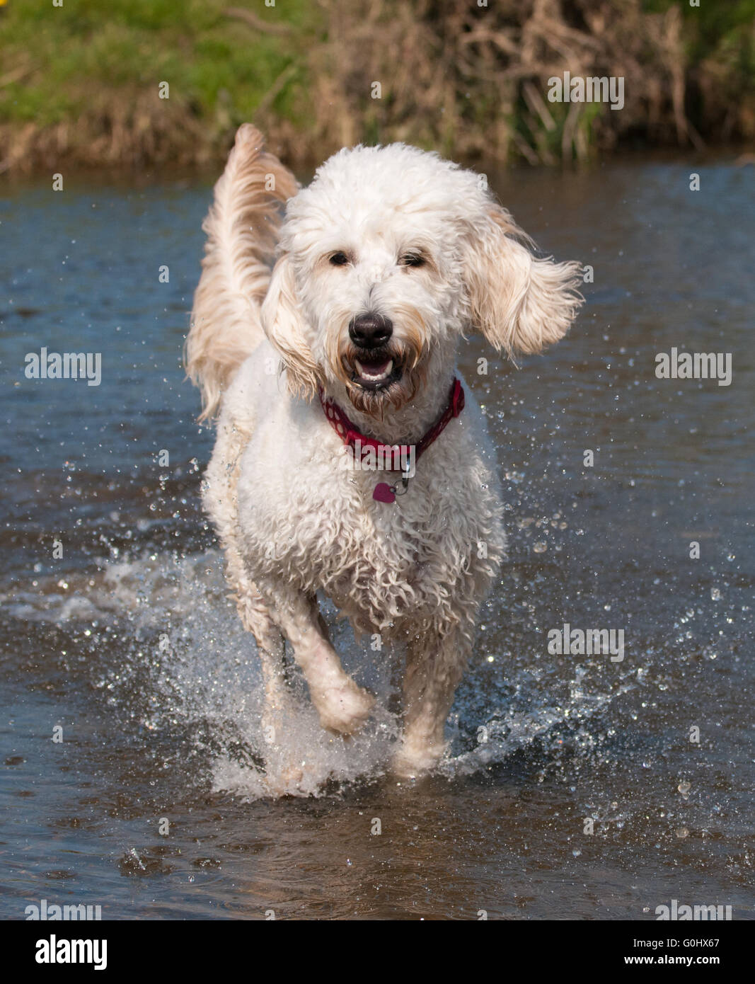 Water poodle hi-res stock photography and images - Alamy