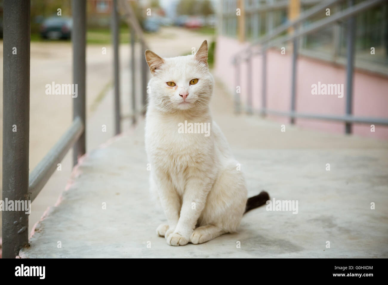 Portrait of white cat looking at camera Stock Photo - Alamy