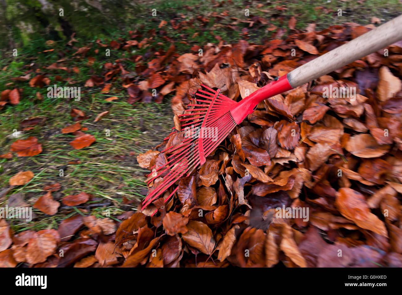 Raking leaves. Remove leaves. Gardening in the fall Stock Photo - Alamy