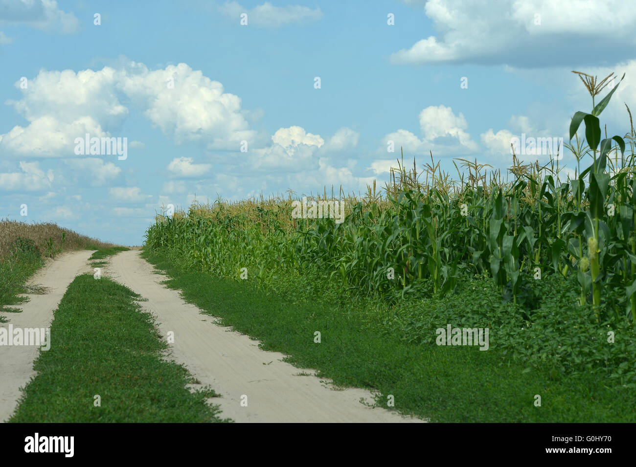 Corn field and sky Stock Photo - Alamy
