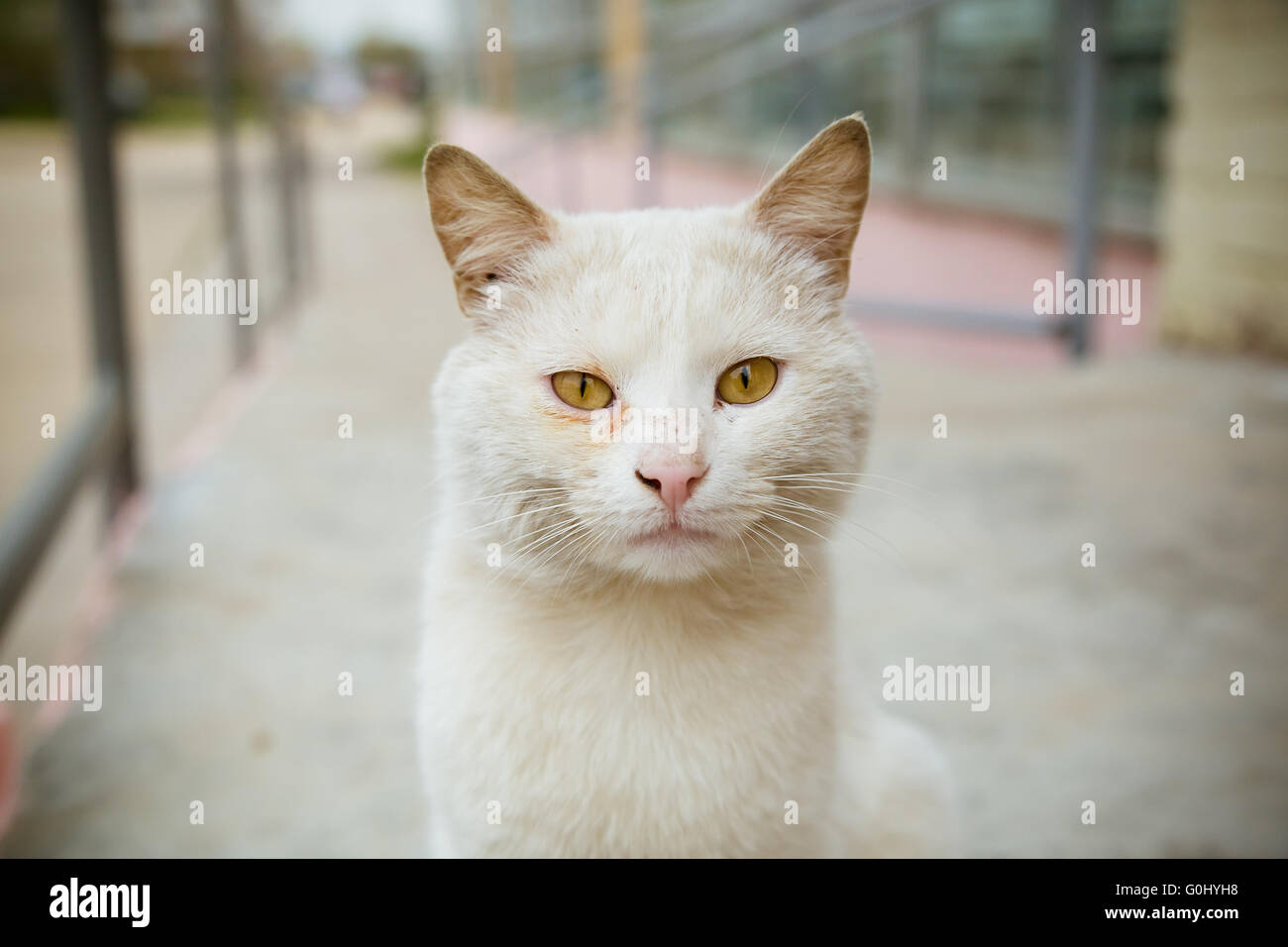 Portrait of white cat looking at camera Stock Photo - Alamy