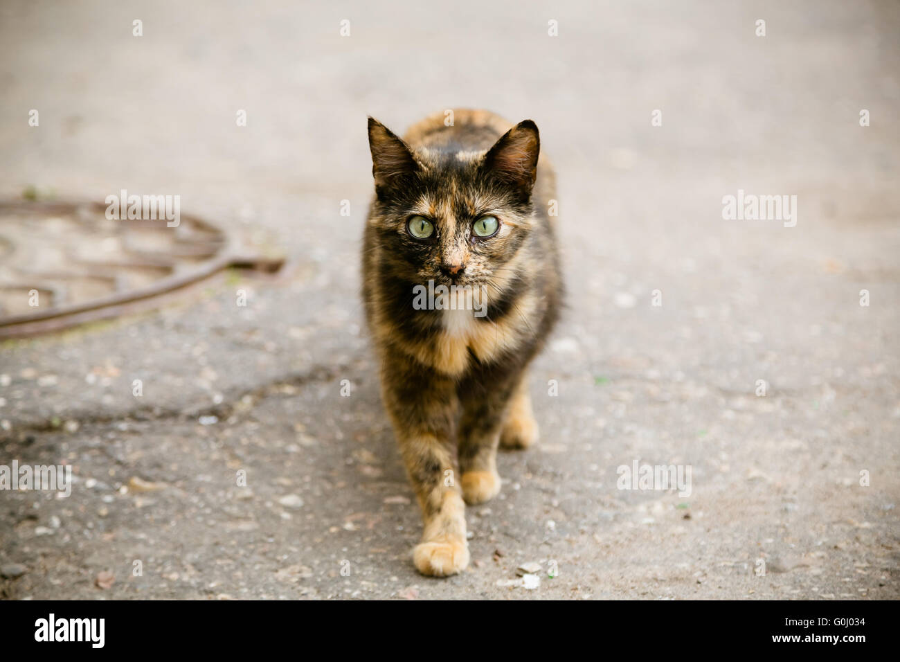 Portrait of cat walking at the street Stock Photo - Alamy