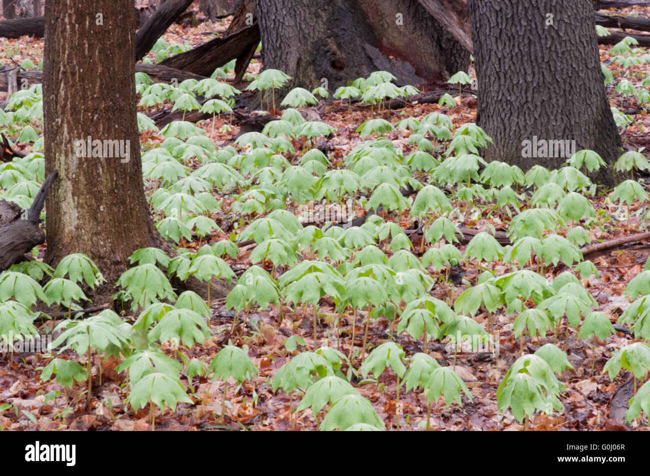 Mayapple plants sprouting in early May in the woods Stock Photo - Alamy