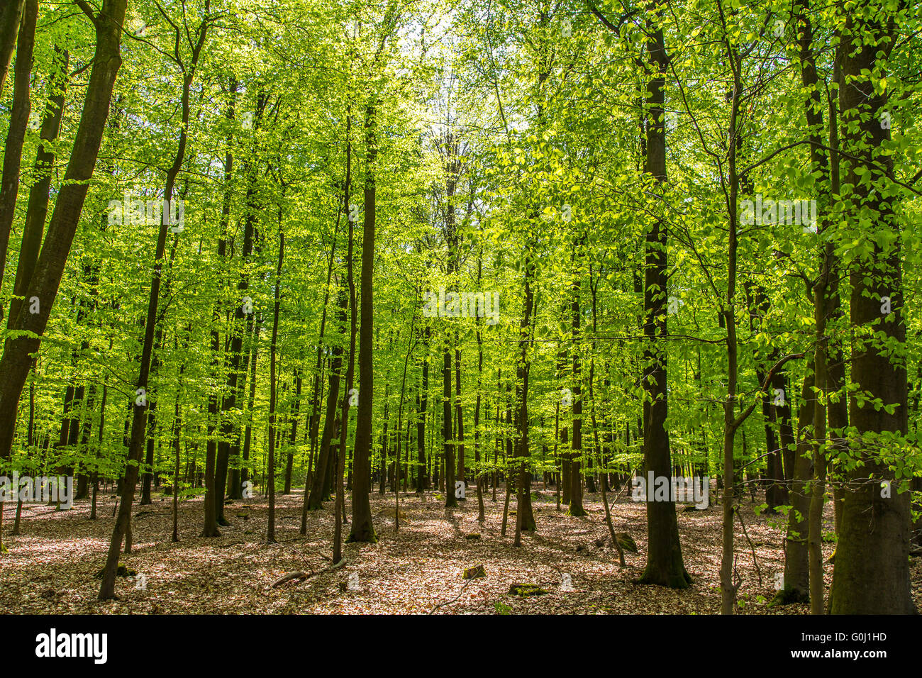 Buchenwald forest hi-res stock photography and images - Alamy