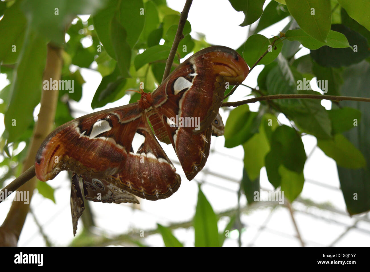 Atlas moth attacus atlas hi-res stock photography and images - Alamy