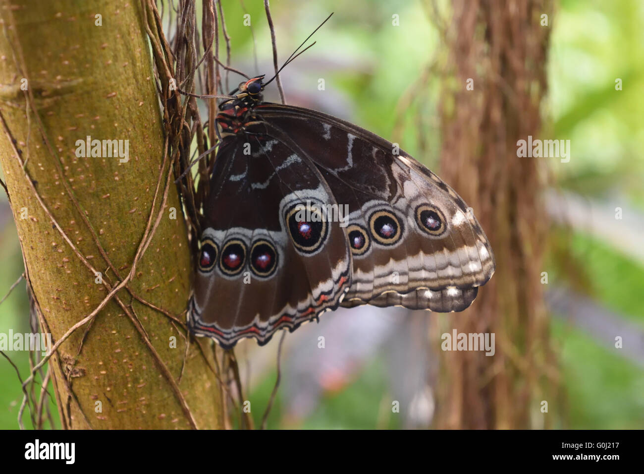 Blue Morpho (Morpho peleides) on a tropical tree Stock Photo - Alamy
