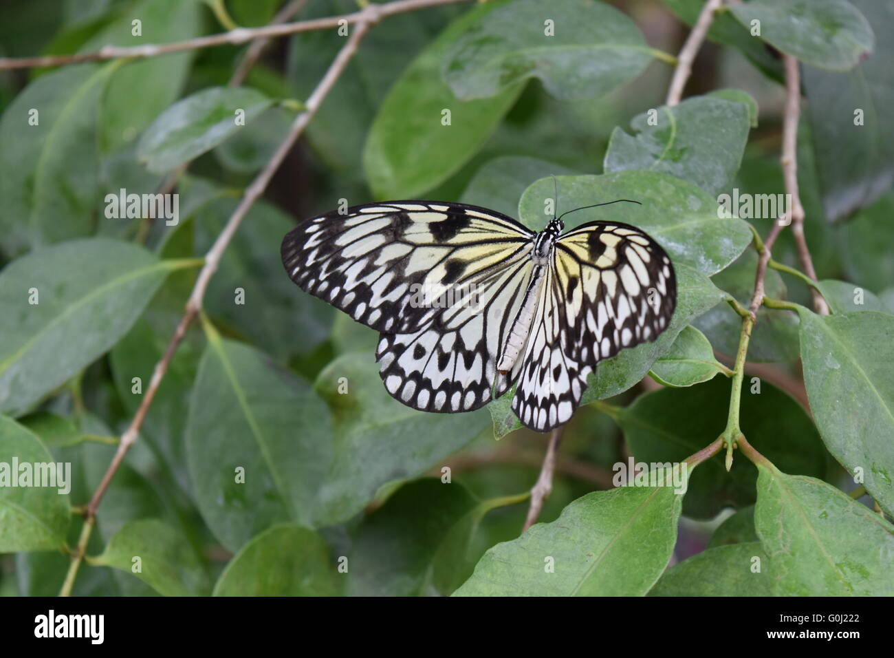 Rice paper butterfly hi-res stock photography and images - Alamy