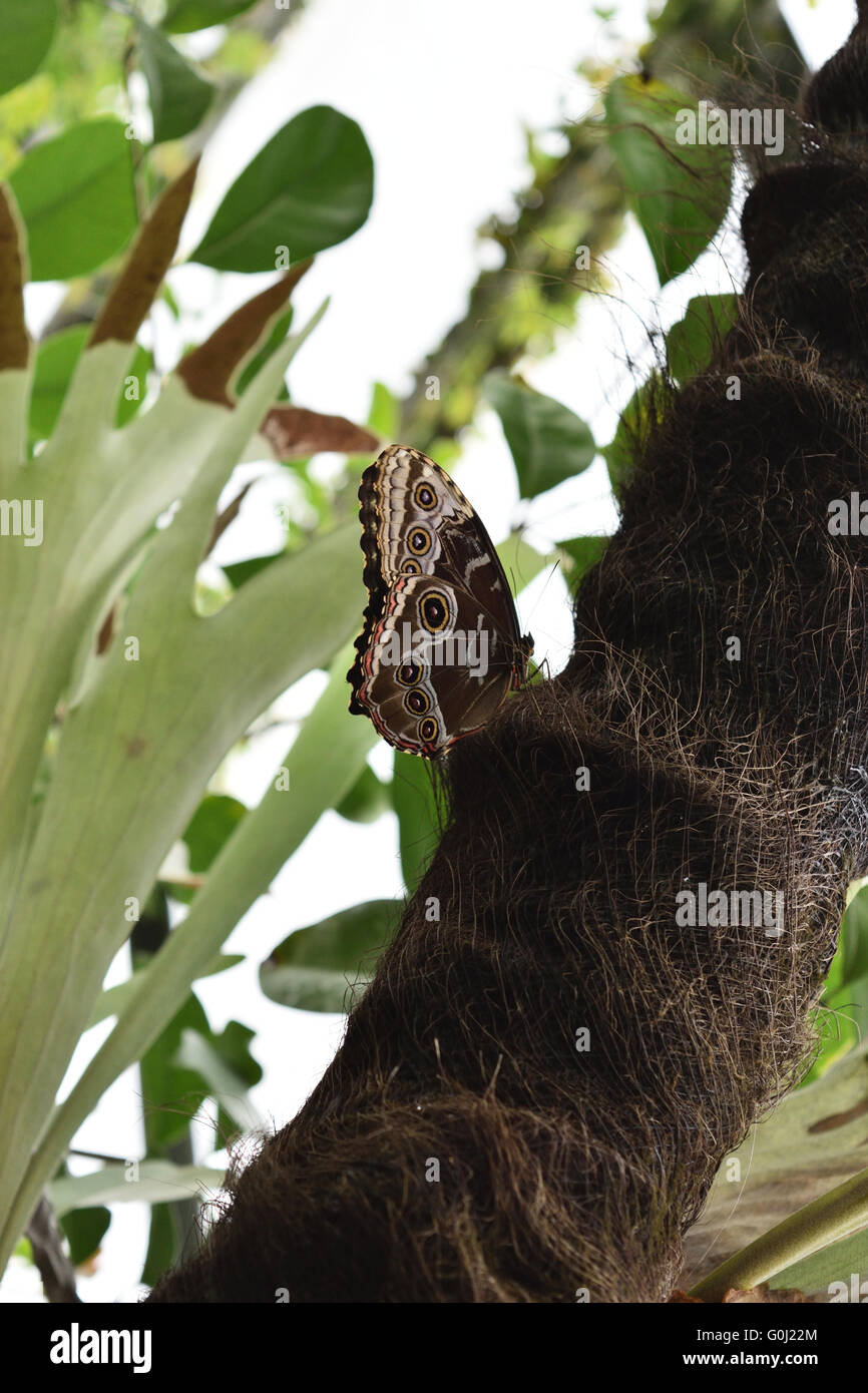 Blue Morpho (Morpho peleides) on a tropical tree Stock Photo - Alamy