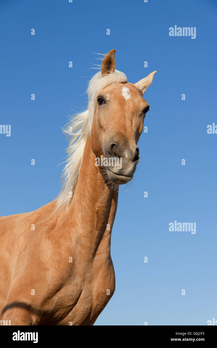beautiful blond cruzado horse outside horse ranch field Stock Photo - Alamy