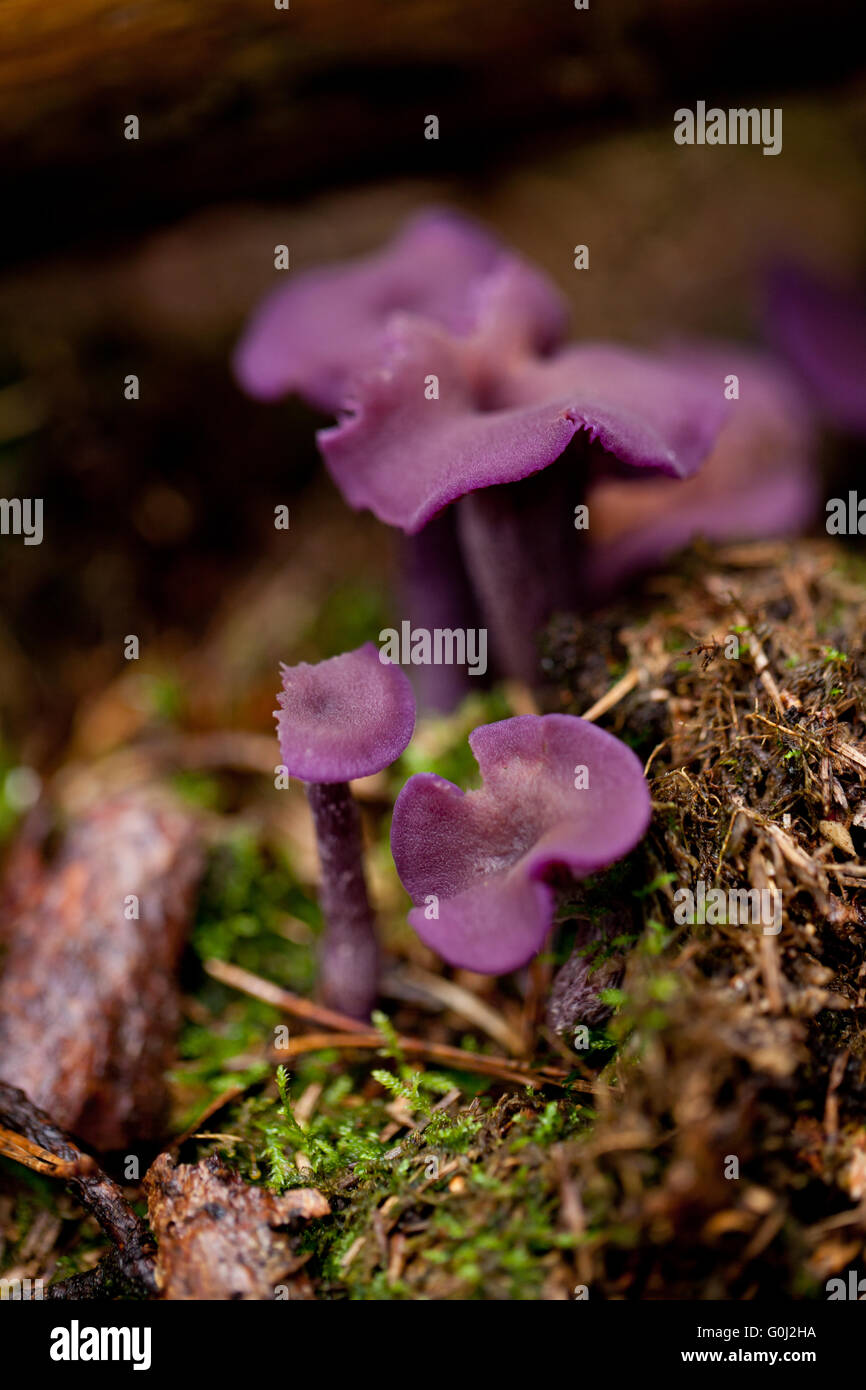 purple violet mushroom laccaria amethysta forest autumn Stock Photo - Alamy