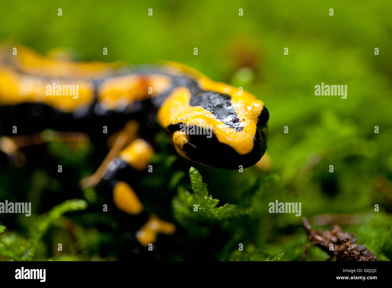 Salamander Eyes