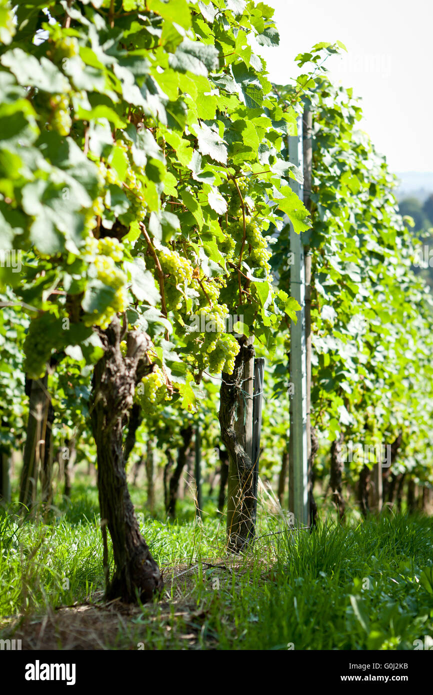 green and red grapevine outdoor in autumn summer Stock Photo - Alamy
