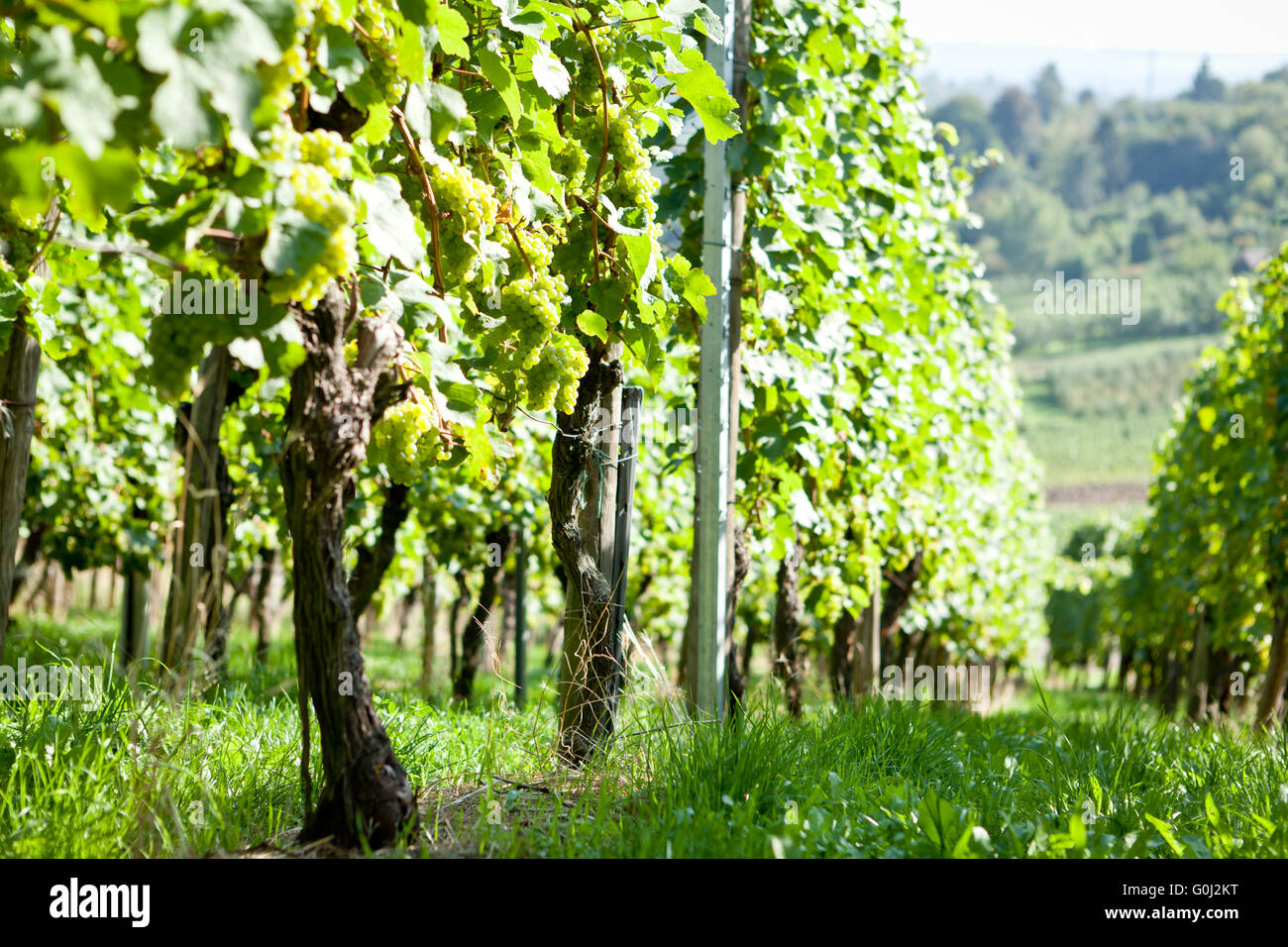 green and red grapevine outdoor in autumn summer Stock Photo - Alamy