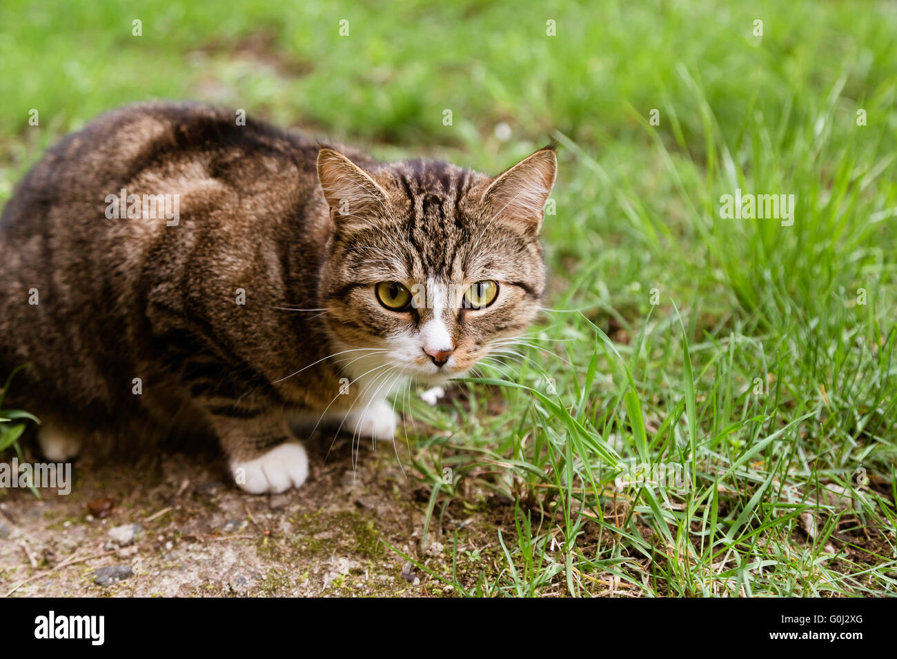 Portrait of cat looking at camera Stock Photo - Alamy