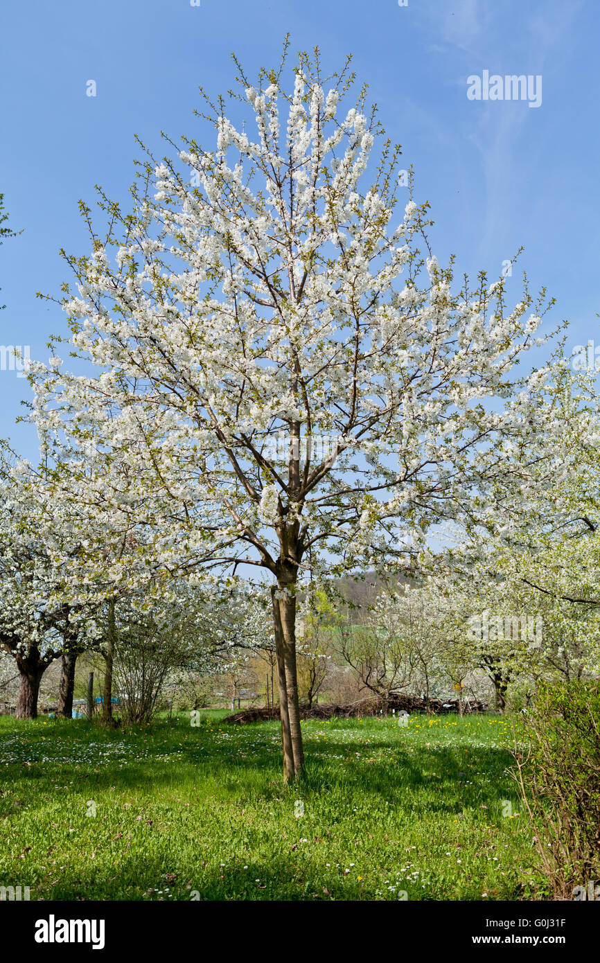 blooming trees in garden in spring Stock Photo - Alamy