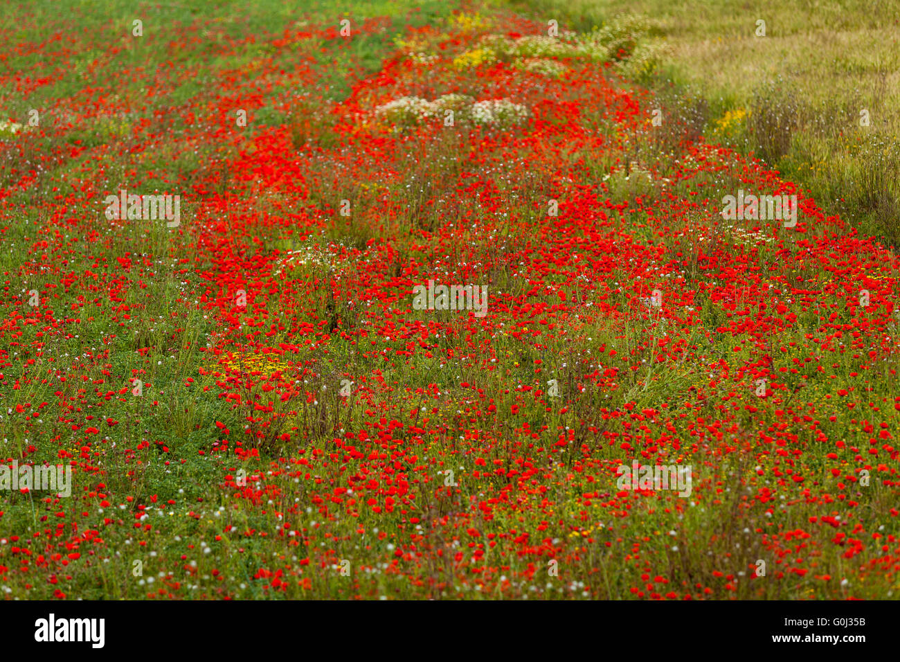 beautiful poppy field in red and green landscape Stock Photo - Alamy