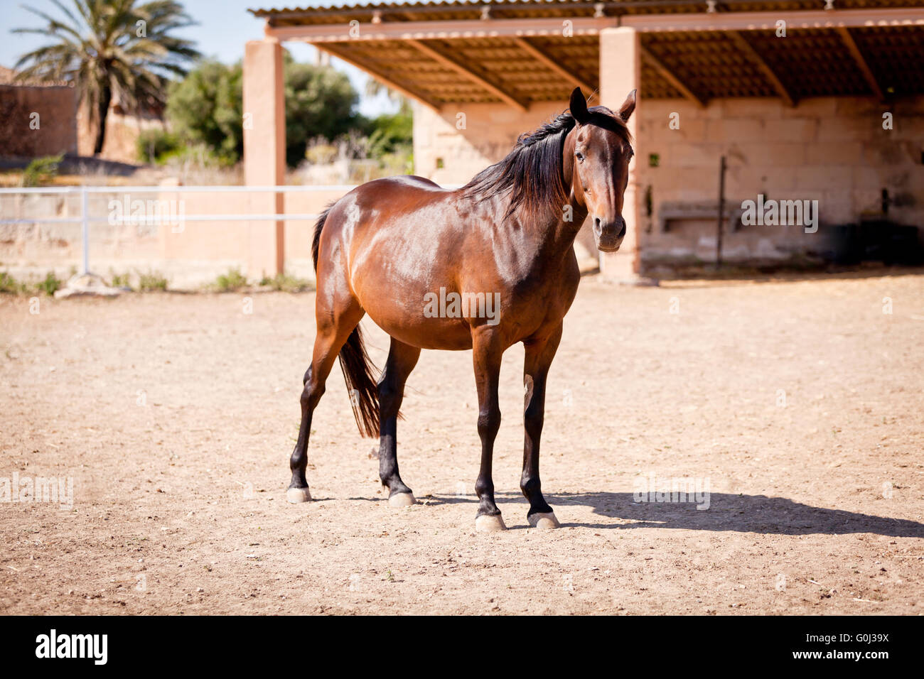 beautiful blond cruzado horse outside horse ranch field Stock Photo - Alamy