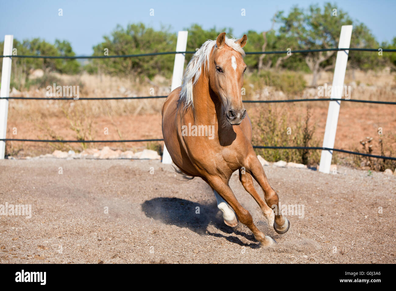 beautiful blond cruzado horse outside horse ranch field Stock Photo - Alamy