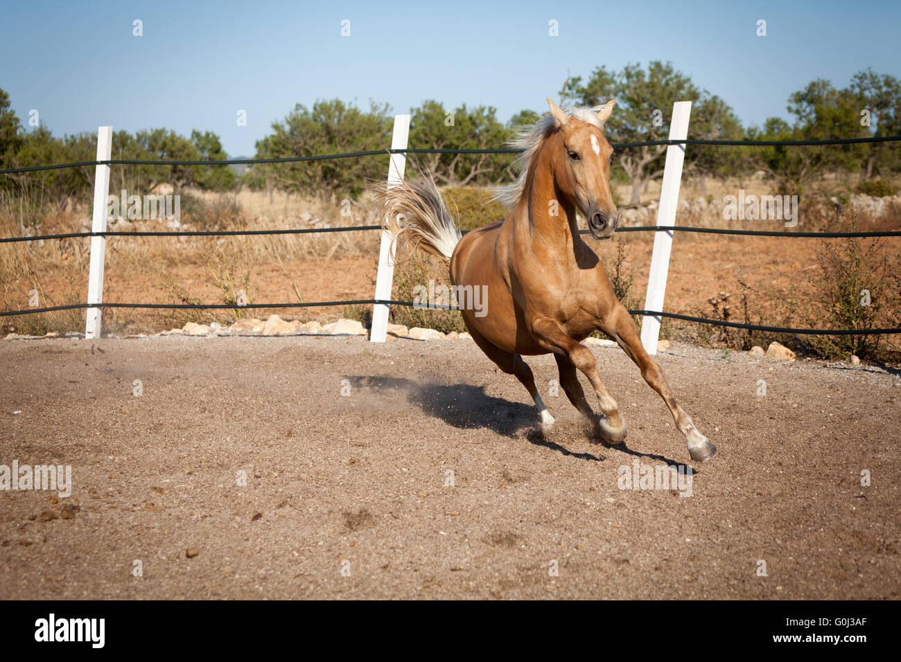 beautiful blond cruzado horse outside horse ranch field Stock Photo - Alamy