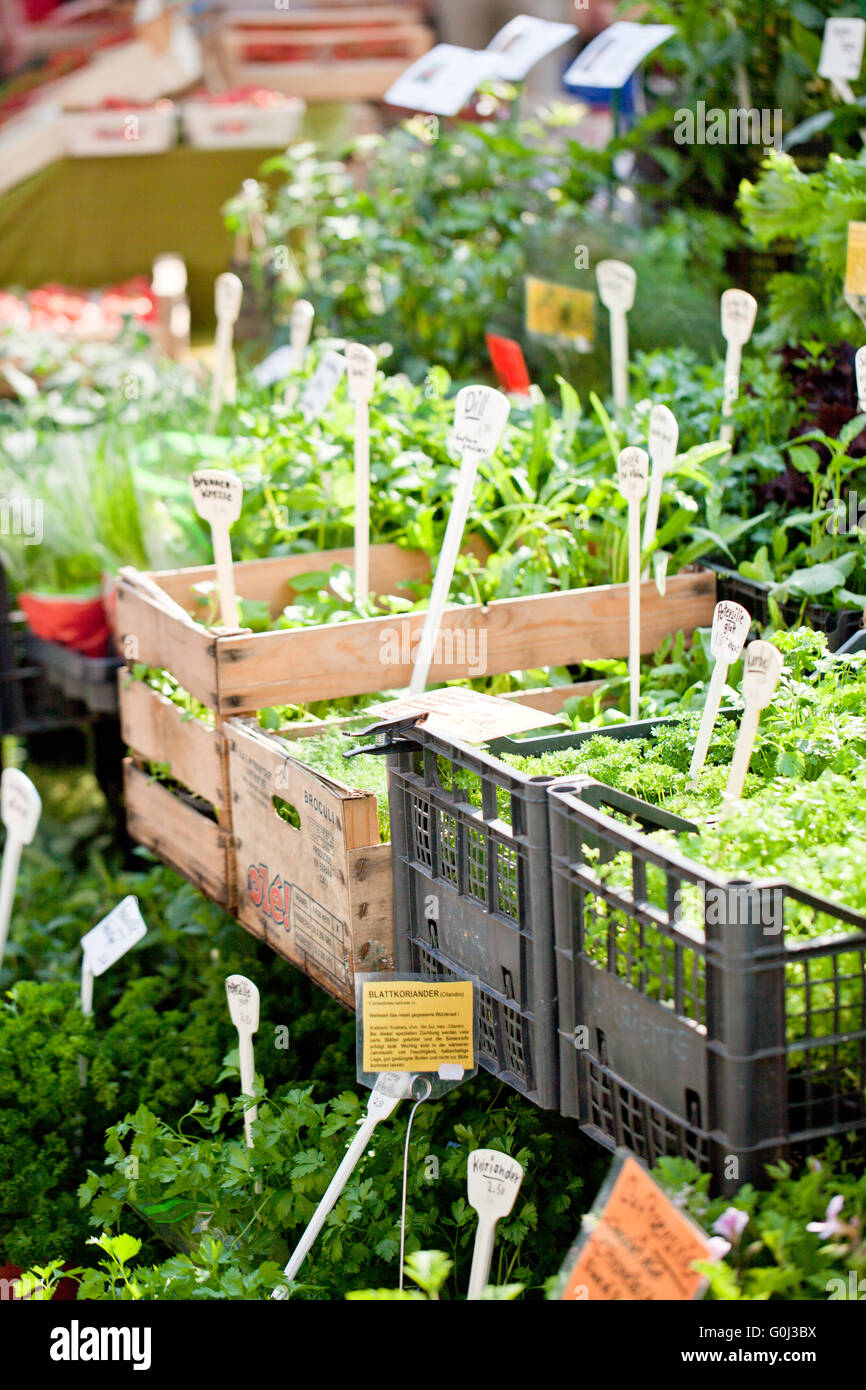 different fresh green herbs on market outdoor Stock Photo - Alamy
