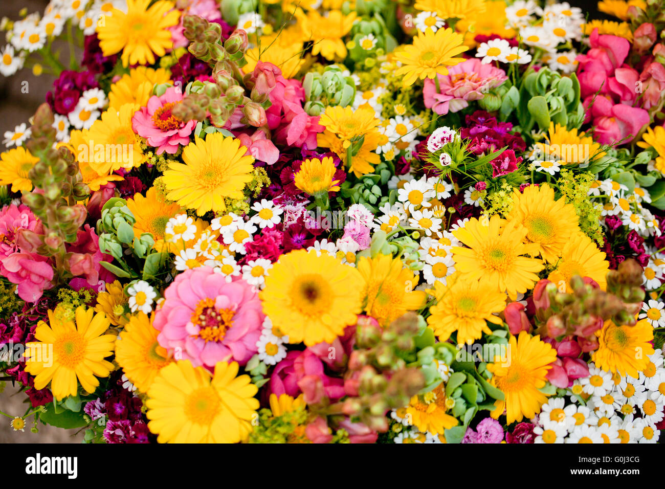 beautiful colorful collection of flowers spring summer celebration ...