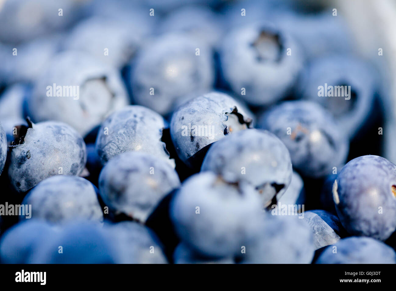 healthy fresh blueberries macro closeup on market outdoor Stock Photo ...
