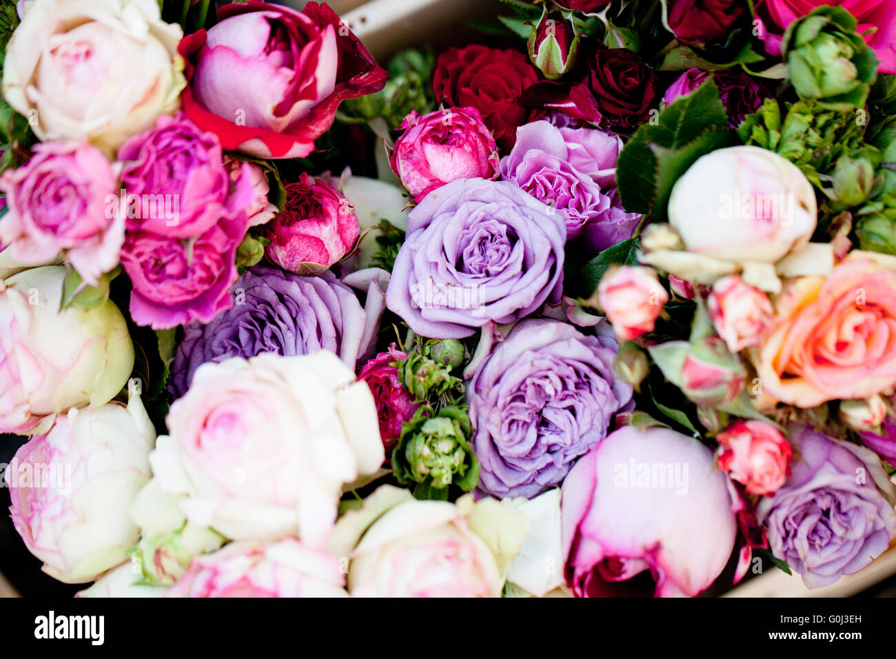 beautiful colorful collection of flowers spring summer celebration ...