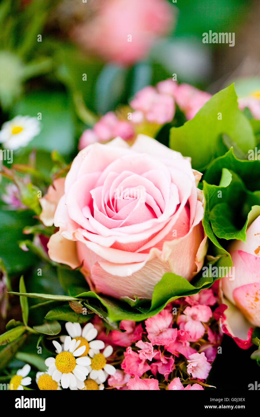 beautiful colorful collection of flowers spring summer celebration ...