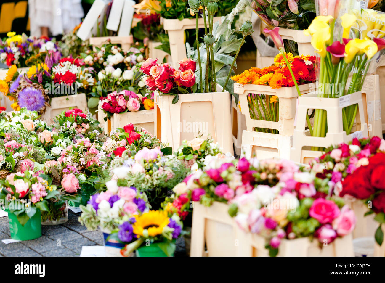 beautiful colorful collection of flowers spring summer celebration ...