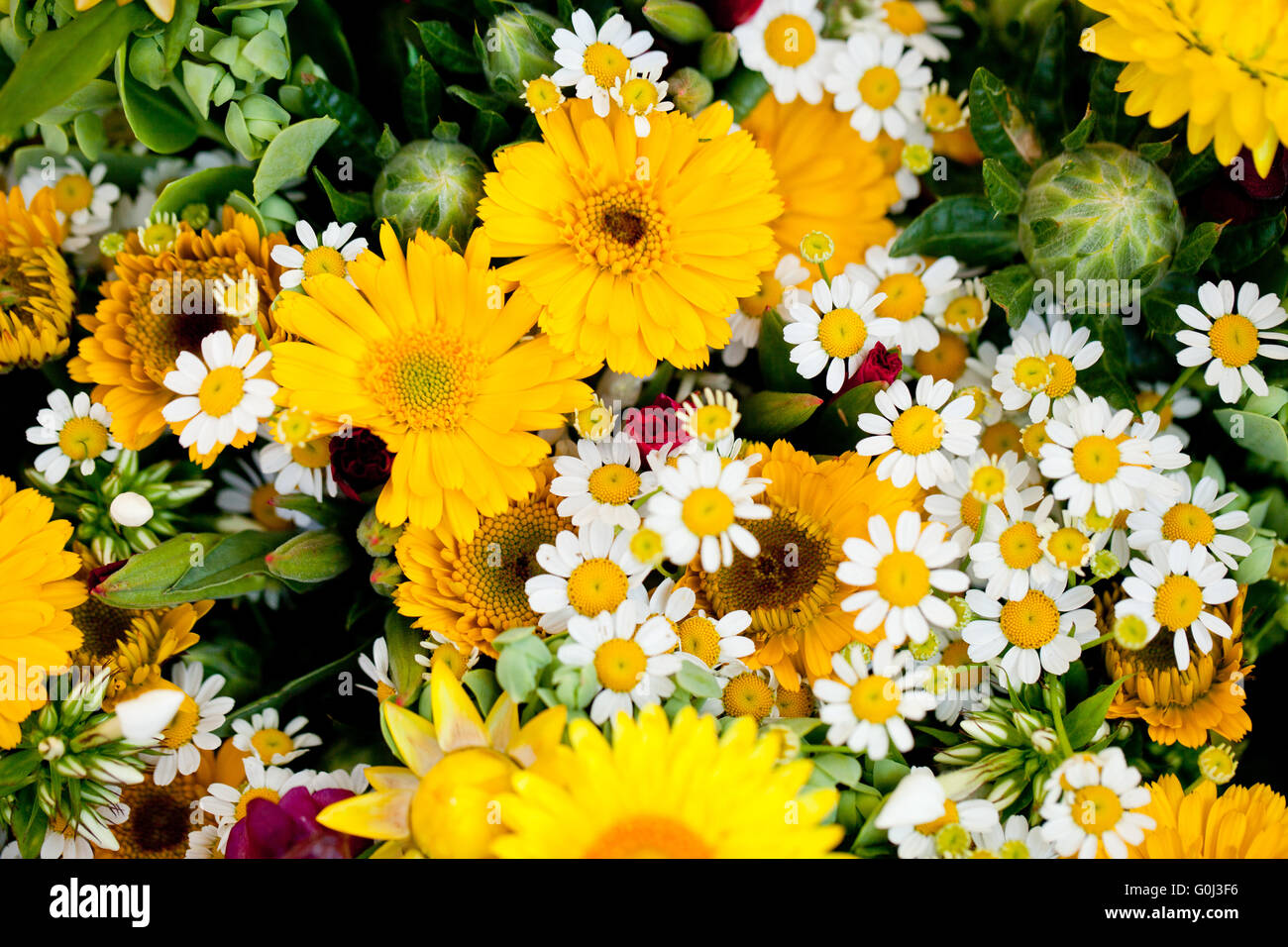beautiful colorful collection of flowers spring summer celebration ...
