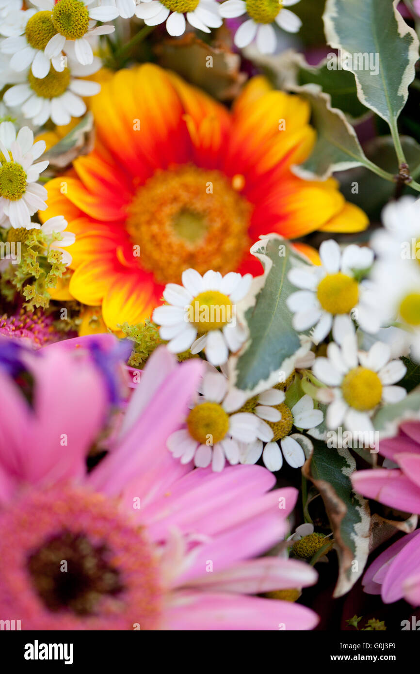 beautiful colorful collection of flowers spring summer celebration ...