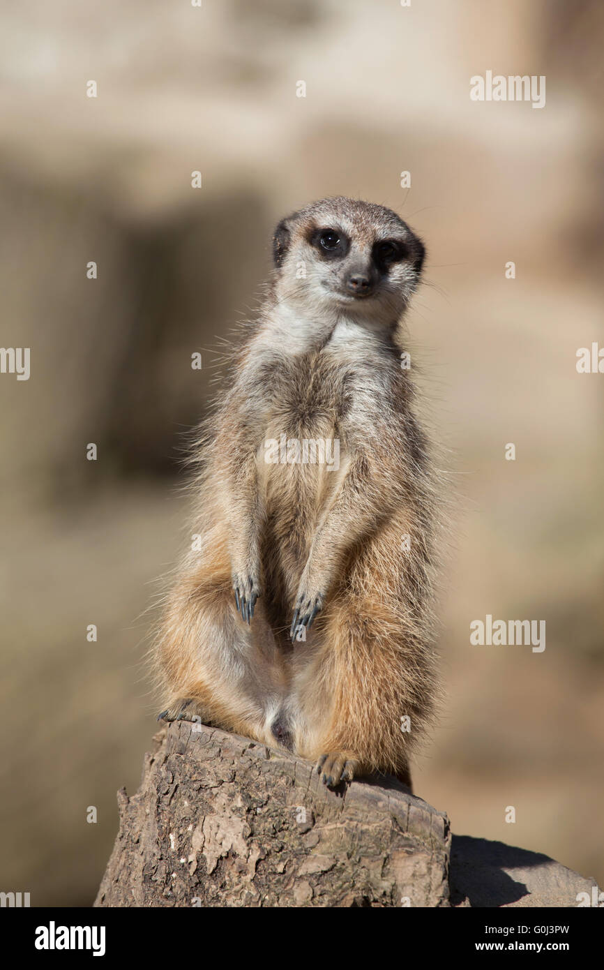 Meerkat (Suricata suricatta), also known as the suricate at Dresden Zoo ...