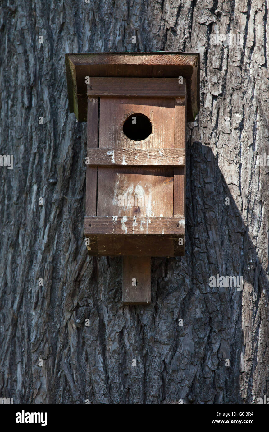Nest box on a tree Stock Photo - Alamy