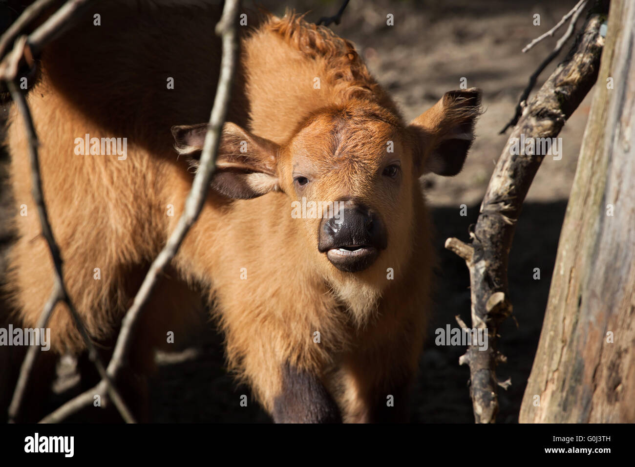 Congo forest buffalo hi-res stock photography and images - Alamy