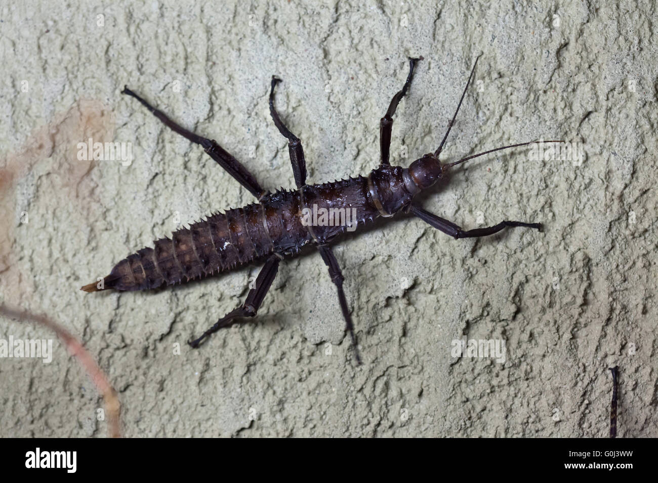 Thorny devil stick insect (Eurycantha calcarata), also known as the ...